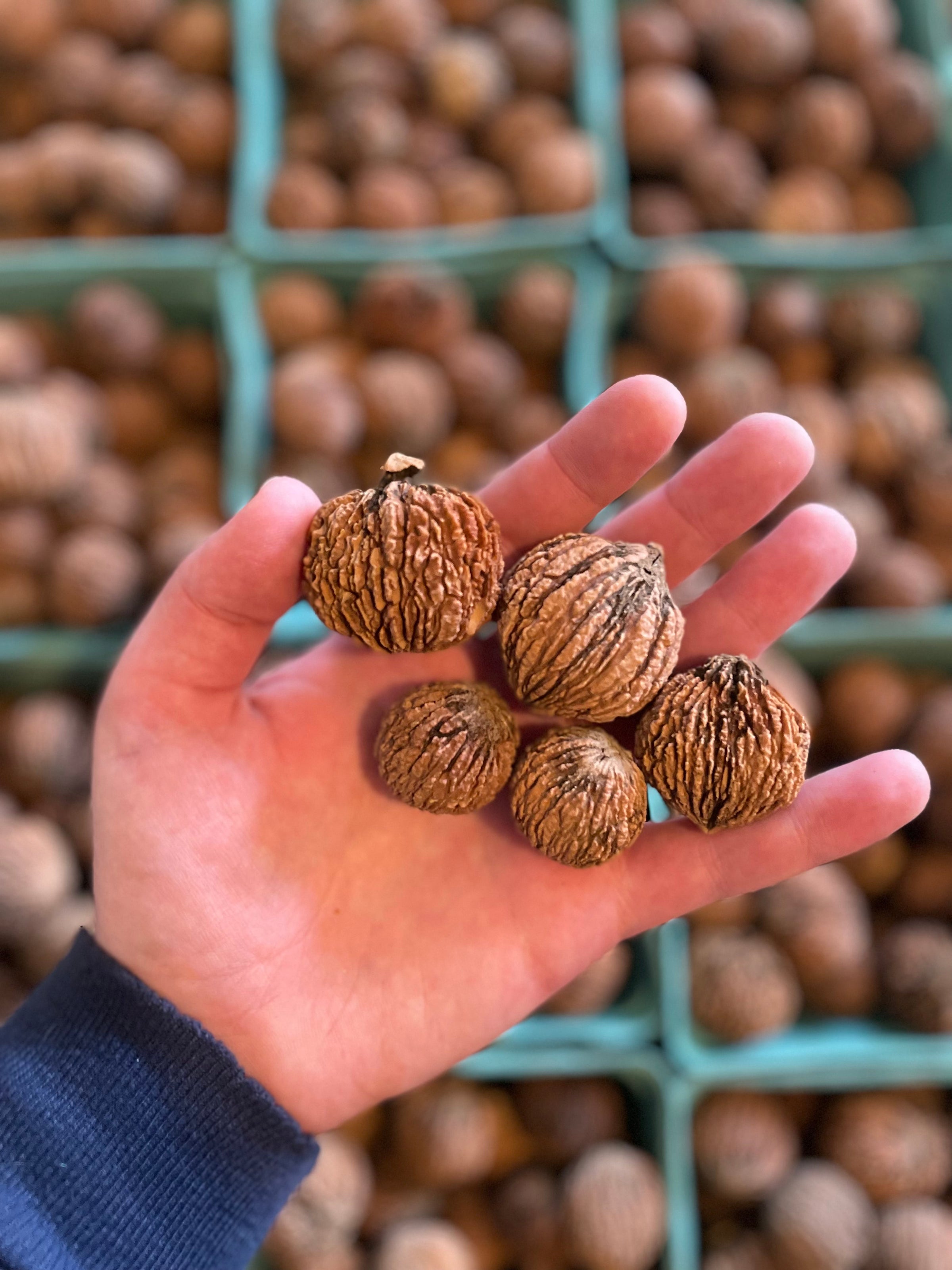 black walnuts uk